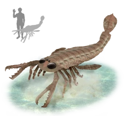 Pterygotus | Prehistoric Wiki | Fandom