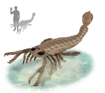 Pterygotus | Prehistoric Wiki | Fandom