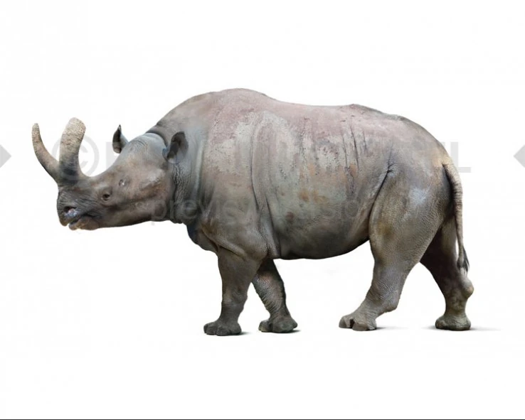 Megacerops | Prehistoric Wiki | Fandom