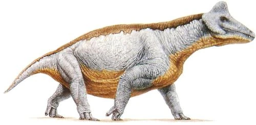 Styracocephalus | Prehistoric Wiki | Fandom