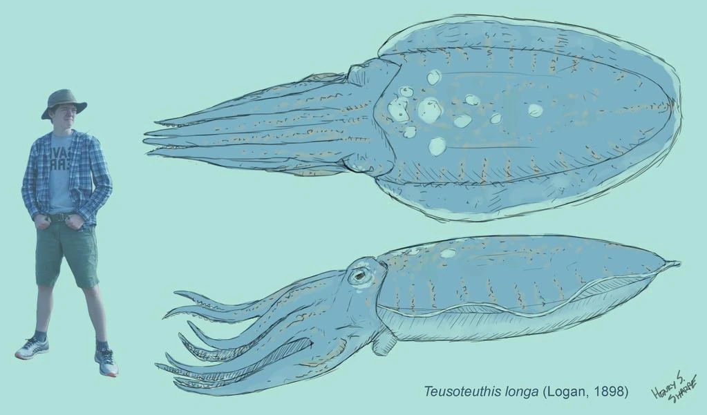 Tusoteuthis | Prehistoric Wiki | Fandom