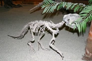 Psittacosaurus | Prehistoric Wiki | Fandom