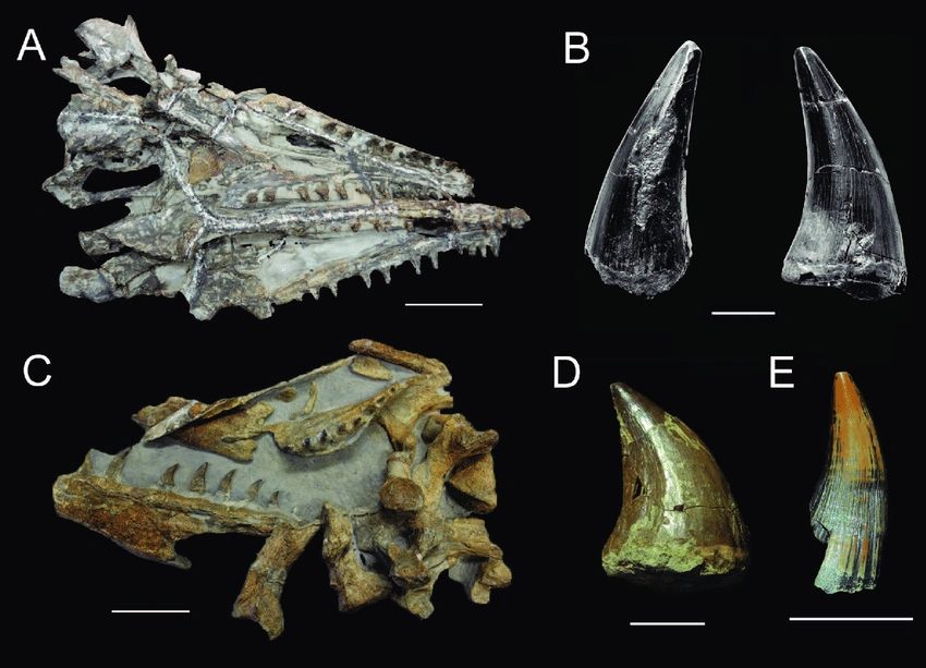 Rikisaurus | Prehistoric Wiki | Fandom