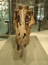 Lythronax | Prehistoric Wiki | Fandom