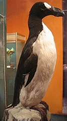 Great auk | Prehistoric Wiki | Fandom