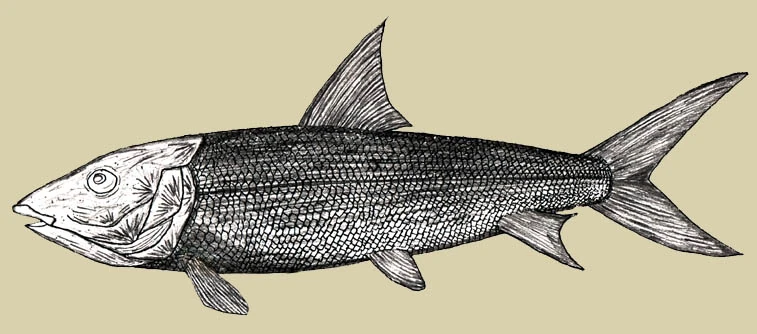 Category:Basal bony fish | Prehistoric Wiki | Fandom