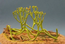 Aglaophyton | Prehistoric Wiki | Fandom