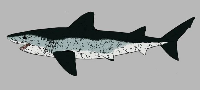 Cretalamna | Prehistoric Wiki | Fandom