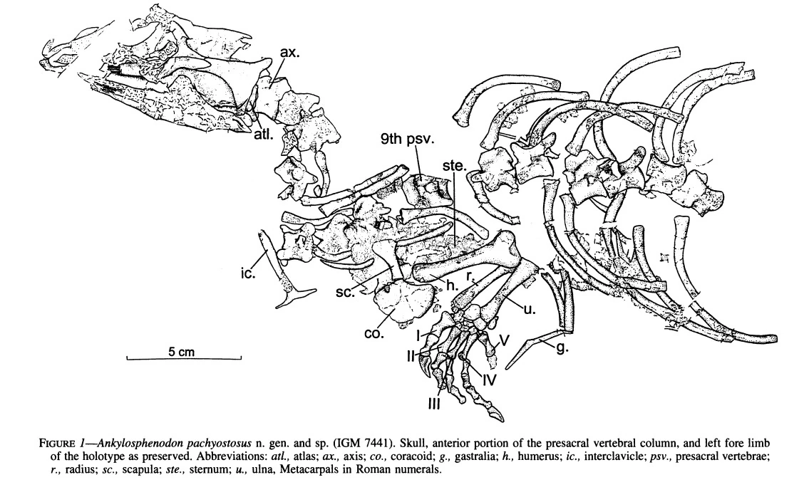 Ankylosphenodon | Prehistoric Wiki | Fandom