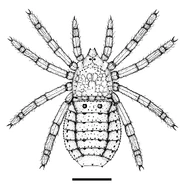Palaeocharinus | Prehistoric Wiki | Fandom