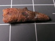 Sigilmassasaurus | Prehistoric Wiki | Fandom