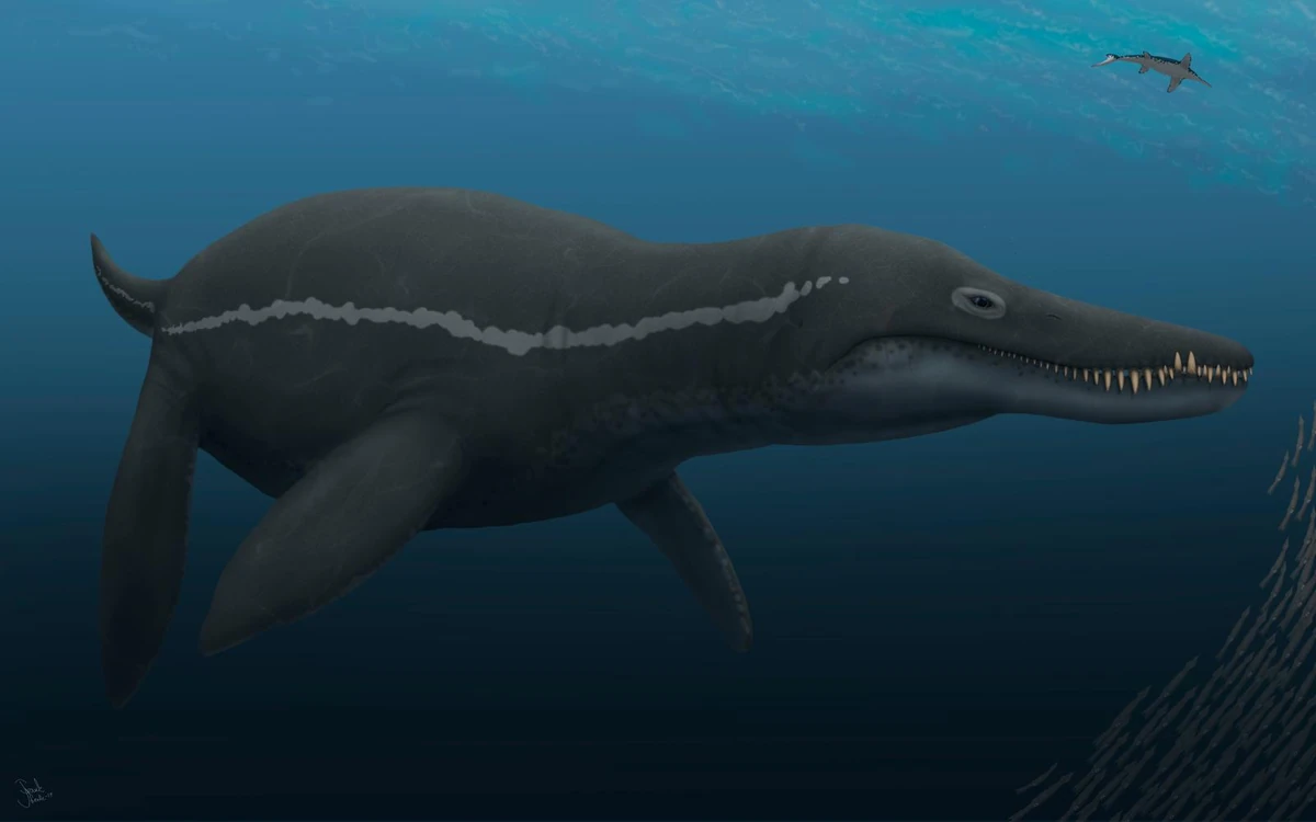 NHM symphasis | Prehistoric Wiki | Fandom