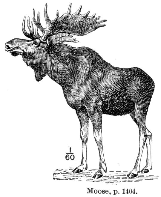 Caucasian moose | Prehistoric Wiki | Fandom