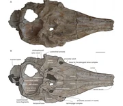 Platyscaphokogia | Prehistoric Wiki | Fandom