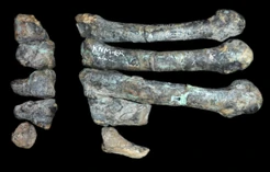 Cercopithecoides | Prehistoric Wiki | Fandom