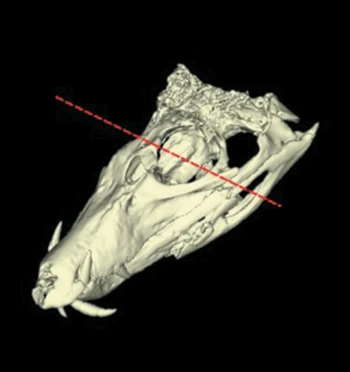 Dos Santos Baurusuchid | Prehistoric Wiki | Fandom