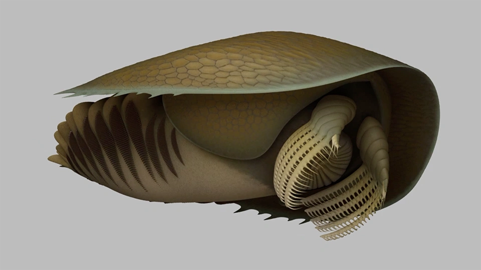 Cambroraster | Prehistoric Wiki | Fandom