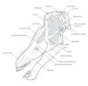 Barackosaurus | Prehistoric Wiki | Fandom