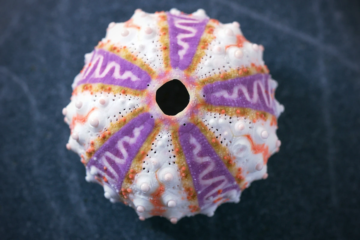 Coelopleurus | Prehistoric Wiki | Fandom