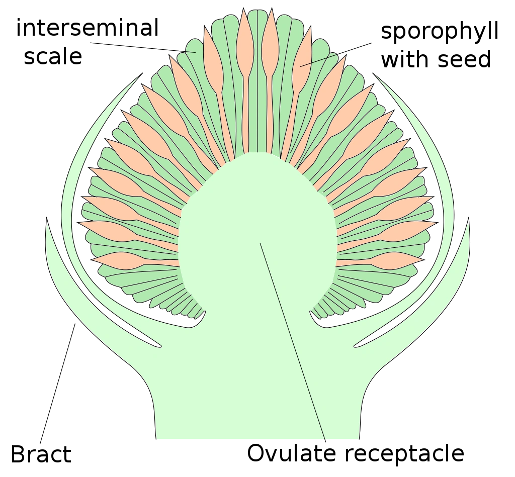 Williamsonia | Prehistoric Wiki | Fandom