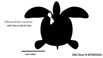Atlantochelys | Prehistoric Wiki | Fandom