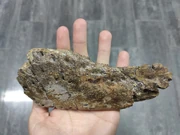 Iberospinus | Prehistoric Wiki | Fandom