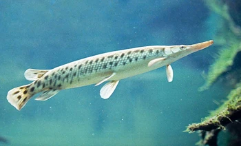 Lepisosteus | Prehistoric Wiki | Fandom