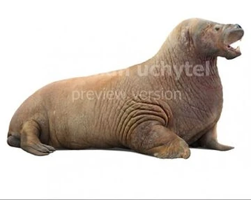 walrus synonym