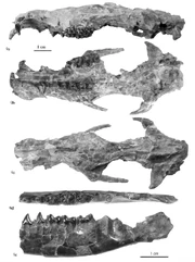 Loxolophus | Prehistoric Wiki | Fandom
