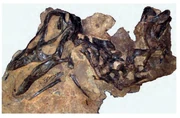 Barackosaurus | Prehistoric Wiki | Fandom