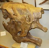 Megatherium | Prehistoric Wiki | Fandom