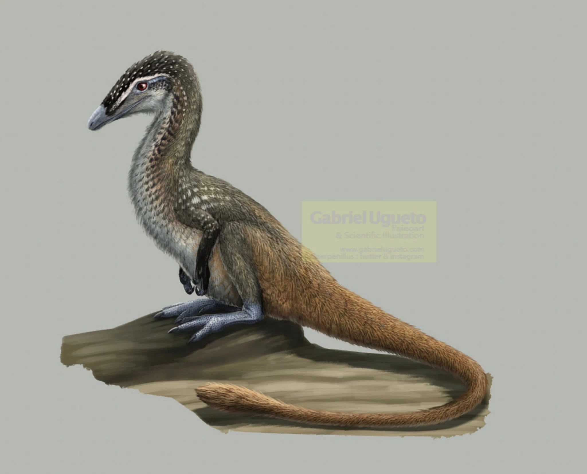 Procompsognathus Fossil