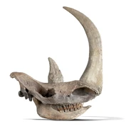 Woolly rhinoceros | Prehistoric Wiki | Fandom