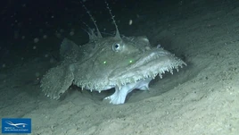 Lophius | Prehistoric Wiki | Fandom