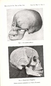 Homo luzonensis | Prehistoric Wiki | Fandom