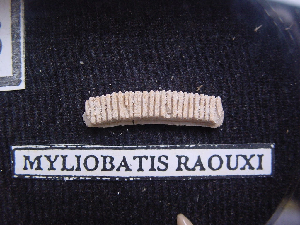 Myliobatis raouxi | Prehistoric Wiki | Fandom