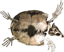 Protostega | Prehistoric Wiki | Fandom