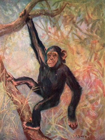 Anthropopithecus | Prehistoric Wiki | Fandom