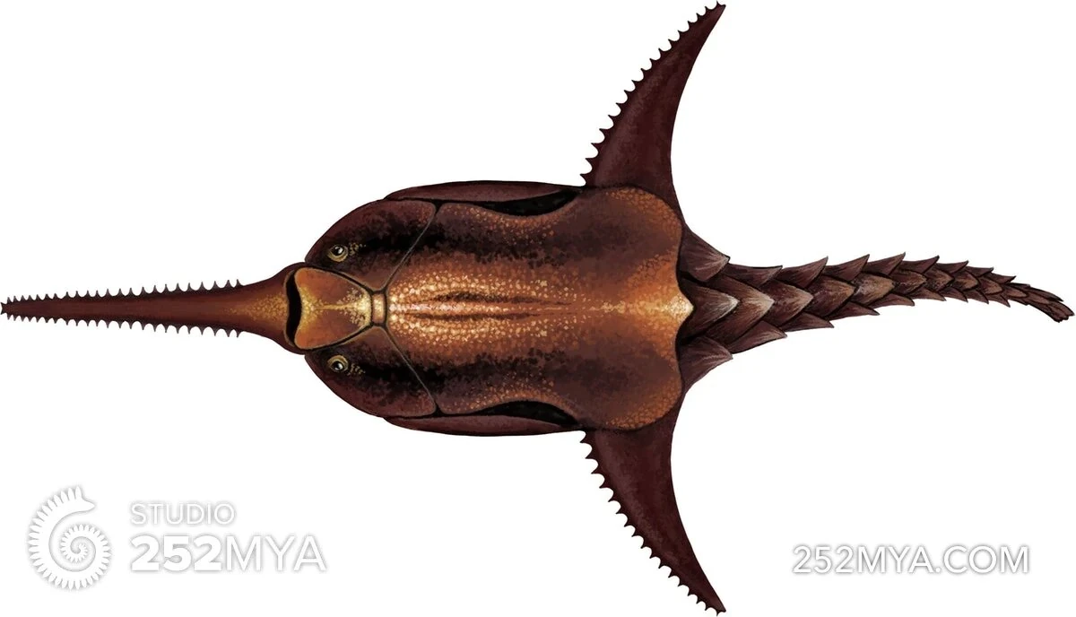 Doryaspis | Prehistoric Wiki | Fandom