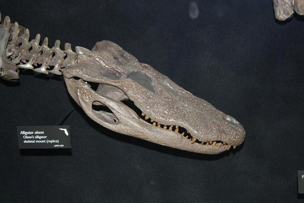 Olsen's Alligator | Prehistoric Wiki | Fandom
