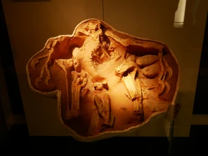 Citipati | Prehistoric Wiki | Fandom