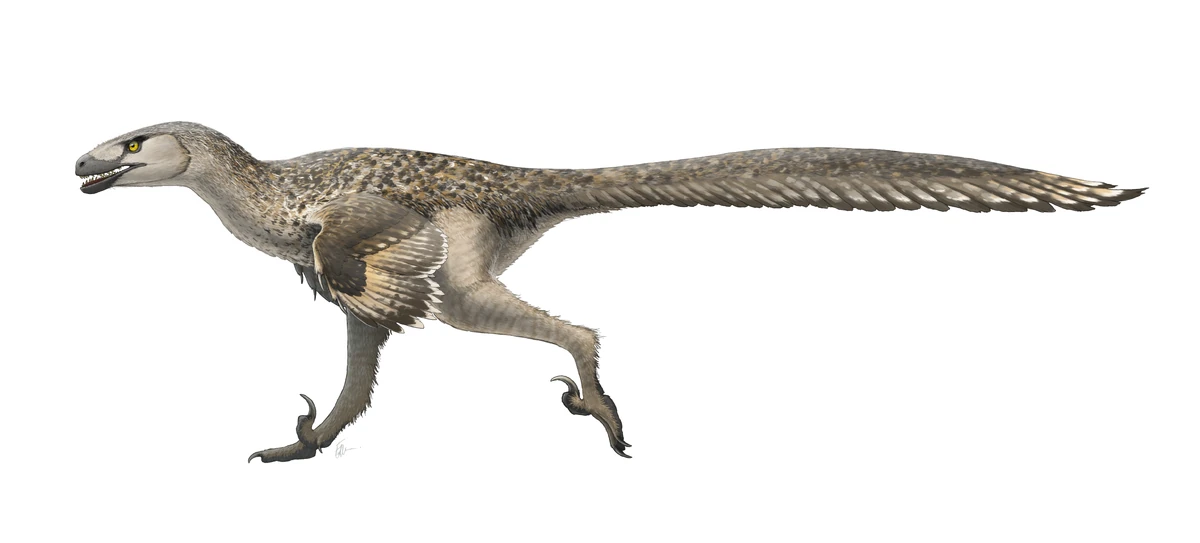 Dromaeosaurus | Prehistoric Wiki | Fandom