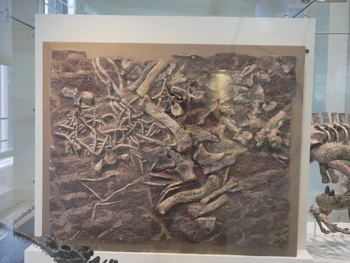 Clepsysaurus | Prehistoric Wiki | Fandom