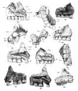 Homo pekinensis | Prehistoric Wiki | Fandom