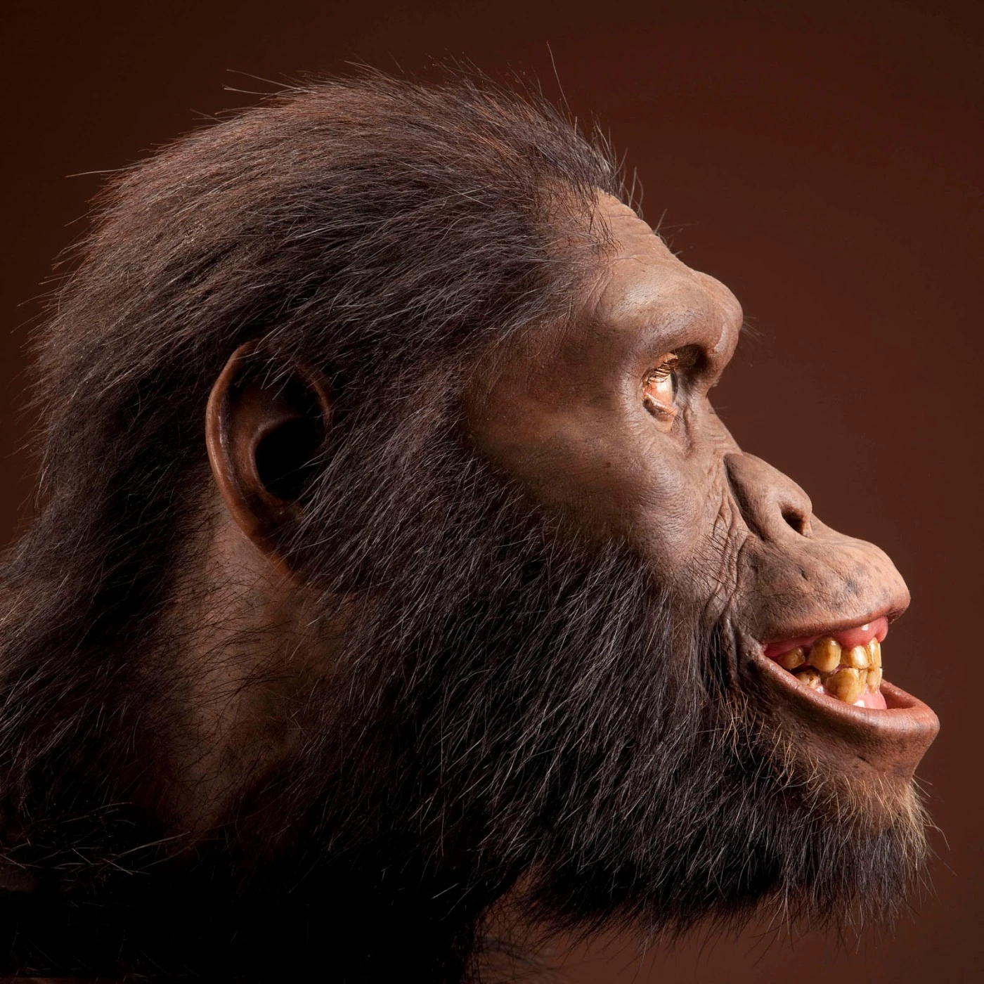 Australopithecus Afarensis Wikipedia