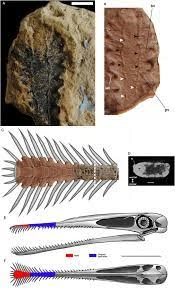 Tacuadactylus | Prehistoric Wiki | Fandom