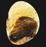 Angel wings | Prehistoric Wiki | Fandom