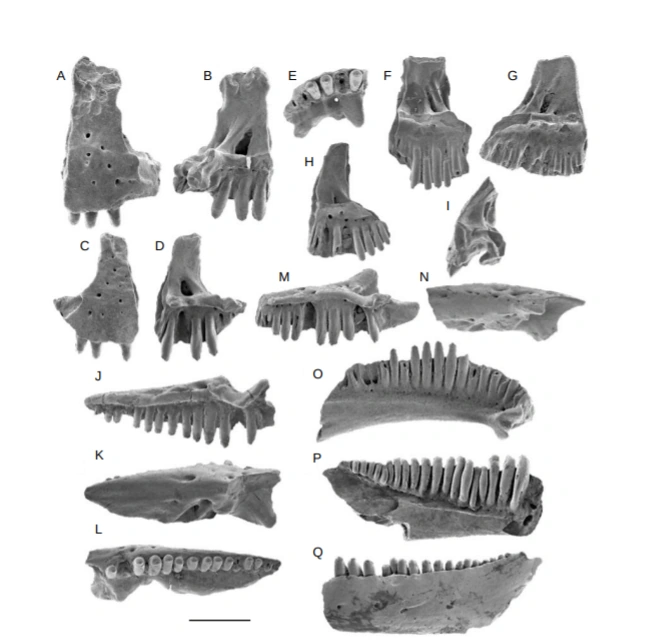 Dinosaur Park Formation Albanerpetontid | Prehistoric Wiki | Fandom
