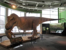 Tyrannosaurus | Prehistoric Wiki | Fandom