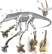 Amargasaurus | Prehistoric Wiki | Fandom